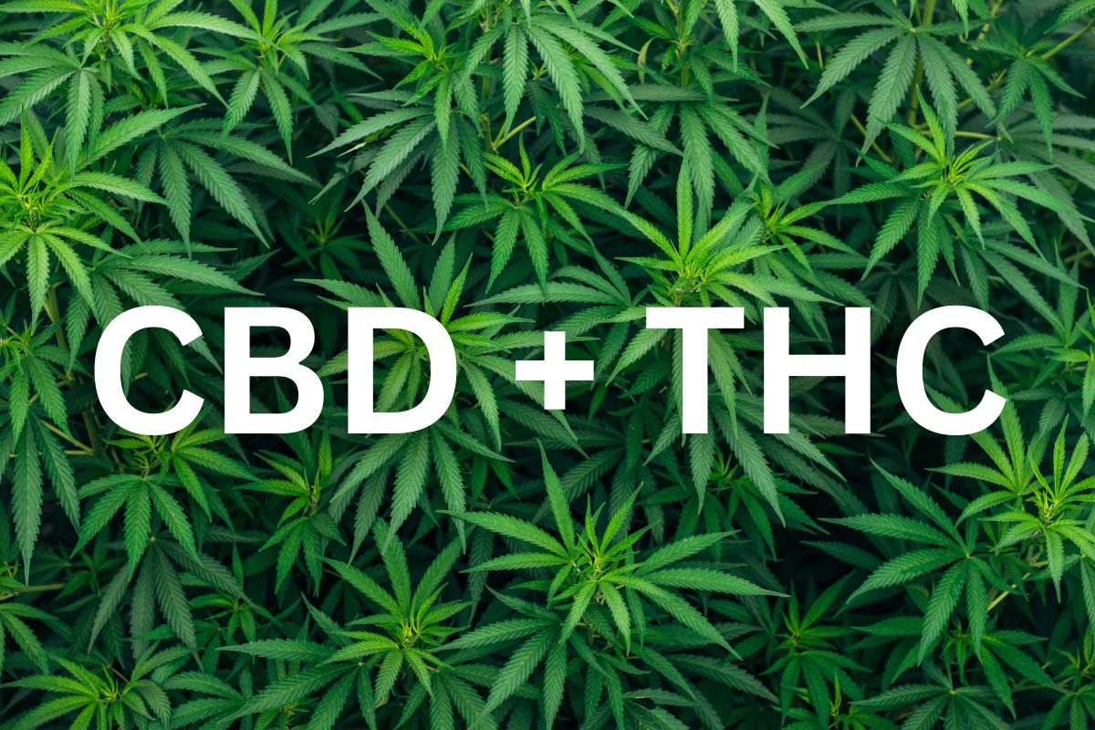 How THC and CBD Work Together: The Entourage Effect Explained - CBD American Shaman - Altoona